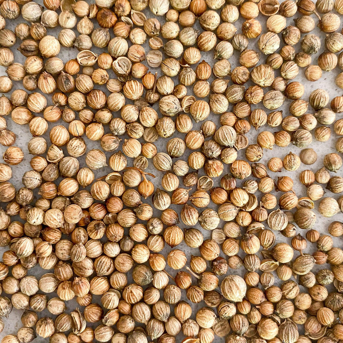 Coriander - Whole | SKORDO Spices